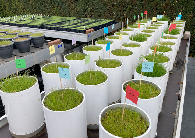 Yuemei is fascinated with Kaumera | Kaumera